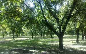 Aumenta demanda de nuez criolla y mejorada – Periódico Zócalo ...