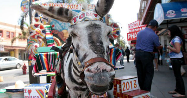 La tradición de “burro-cebras” en Tijuana cumple 100 años – Periódico ...
