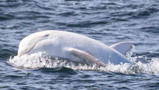 Captan a un raro y hermoso delfín de Risso blanco brillante en Laguna ...