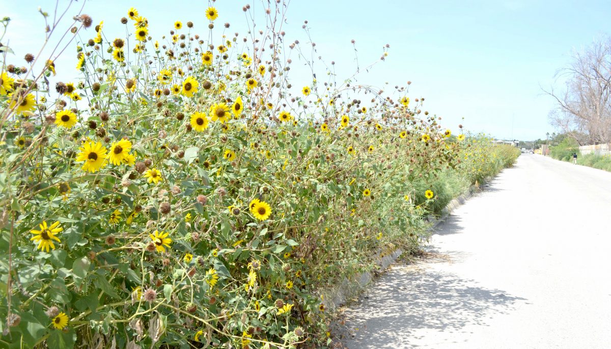 Crece la hierba en lotes baldíos – Periódico Zócalo | Noticias de ...