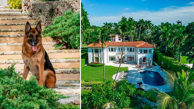 Gunther VI, el perro más rico del mundo, vende por 32 mdd mansión en ...