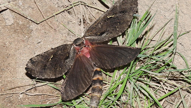 Descubren nueva especie de polilla en la sierra de Zapalinamé ...