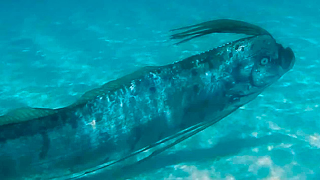 Aparece pez remo, la especie que ‘predice sismos’, en costas de Sinaloa ...