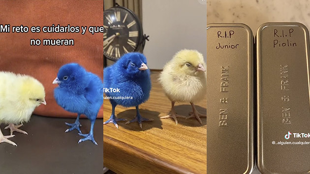 Joven adopta pollitos de colores para cuidarlos… viven solo cuatro días ...