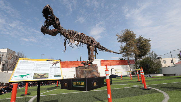 Arranca Mudavi itinerante; Máximus: el T-Rex más grande de México ...
