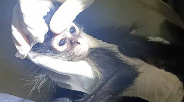 Monos rescatados en CDMX presentan problemas en la piel – Periódico ...