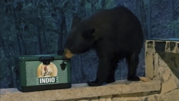 La cheve!’: Oso ‘le cae’ a convivio familiar en cabaña en Santiago ...