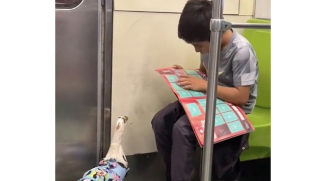 Este video del niño y su pato en el Metro es lo mejor que verás hoy ...