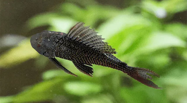 Así es el carachama, extraño pez del amazonas que come madera ...