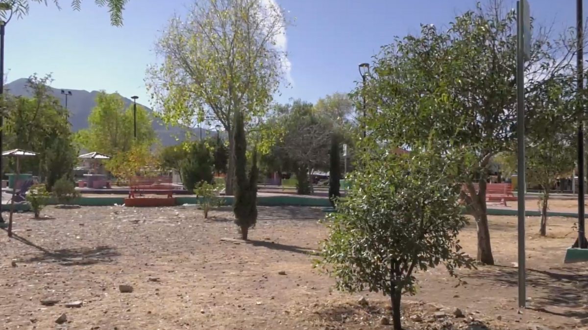 Municipio acelera reforestación en Saltillo; por casa árbol talado se ...