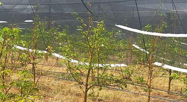 Sorprende helada a la sierra de Arteaga; deja pérdidas en cosecha de ...